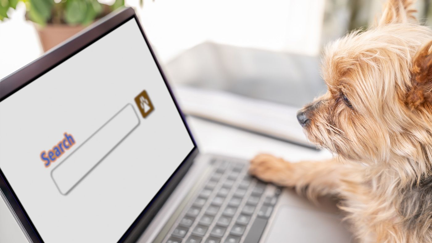 The most Googled dog breeds revealed