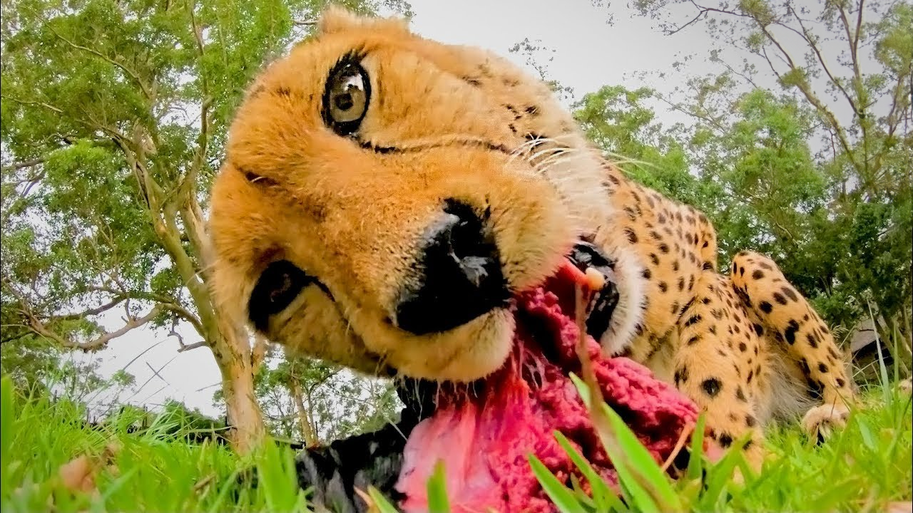Face-to-face with a wild cheetah