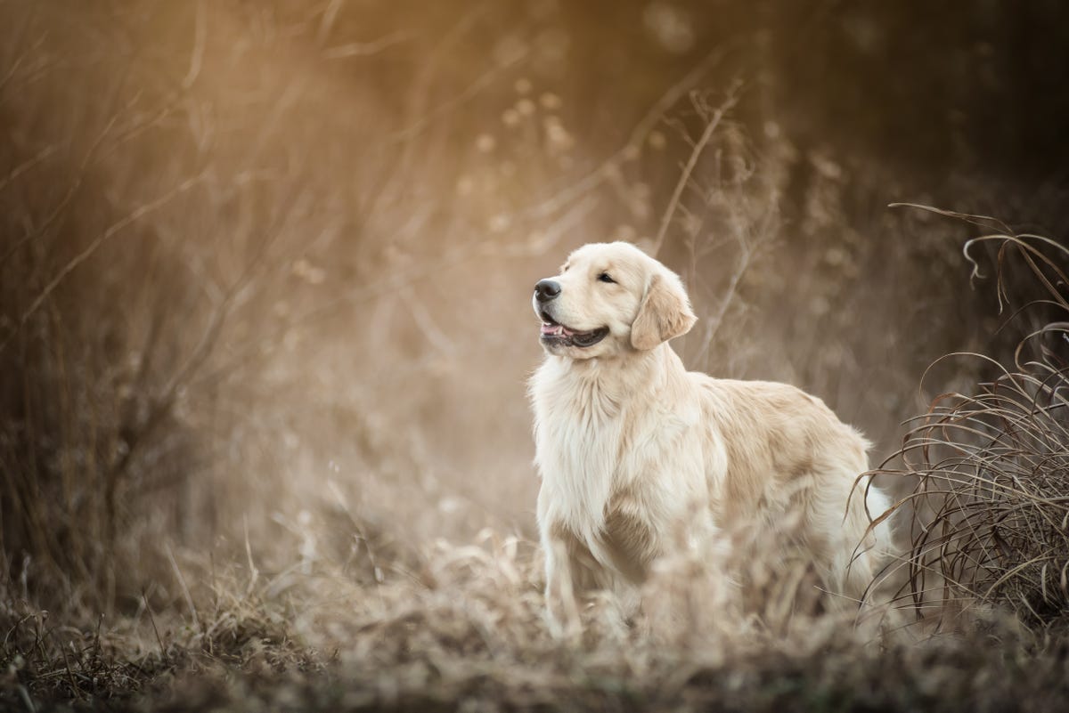 6 affectionate dog breeds that love to snuggle
