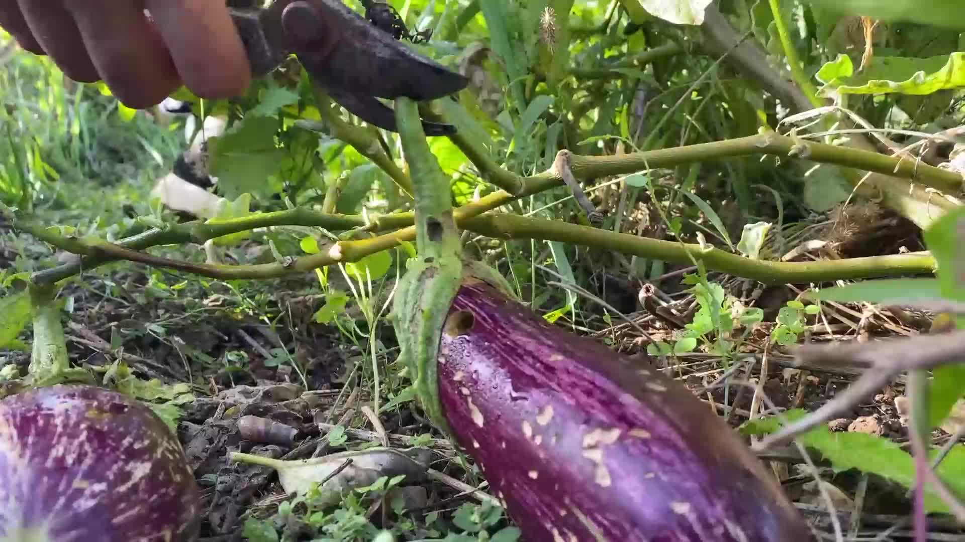 Off-grid living: Bringing an ancient mountain farm back to life