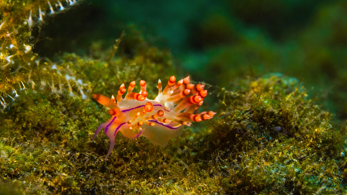 Nudibranquio de colores visto bajo el mar