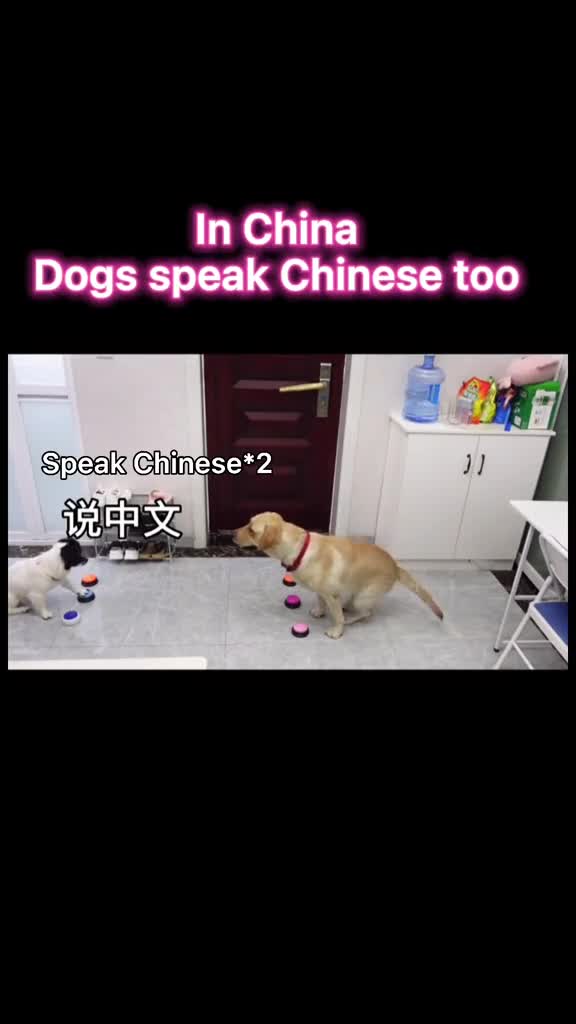 Watch my dogs speak Chinese with talking buttons