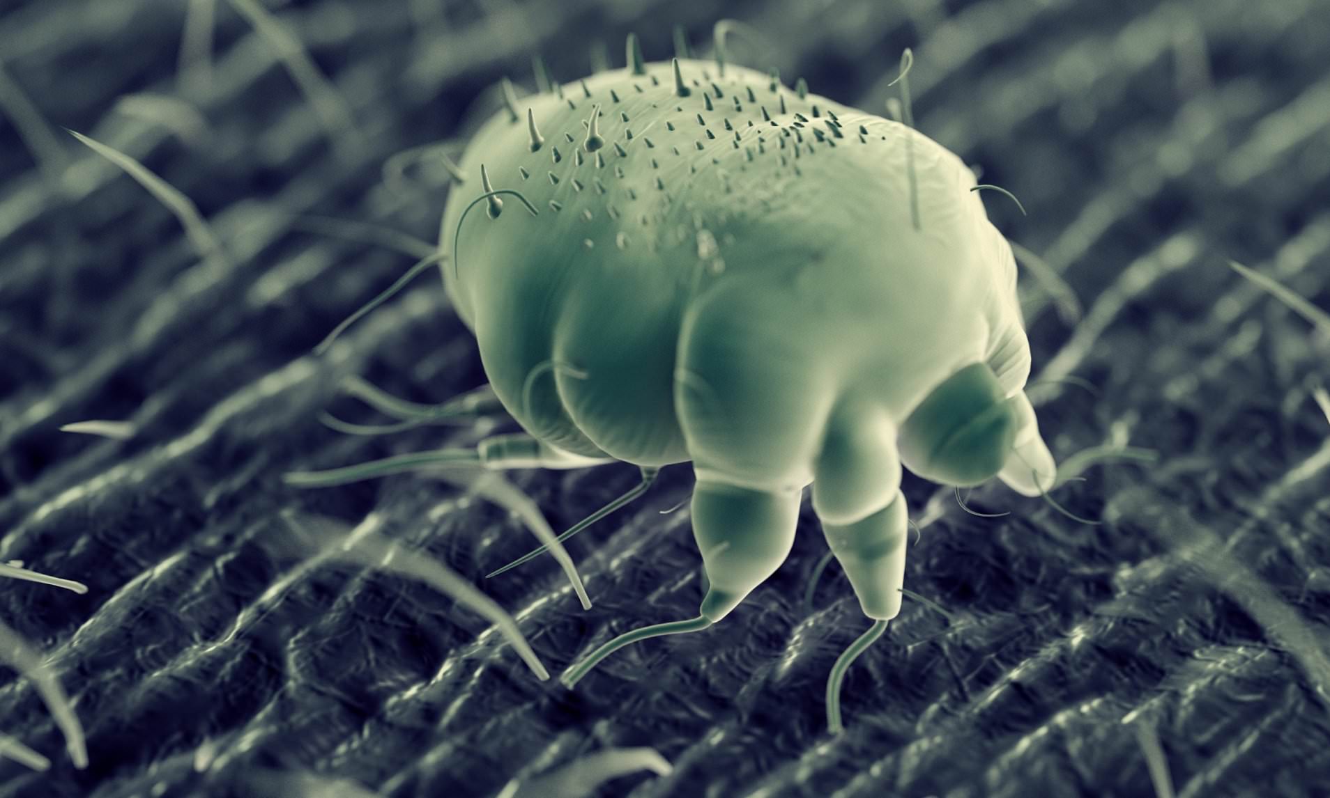 Public health officials issue alert as cases of scabies soar - one ...