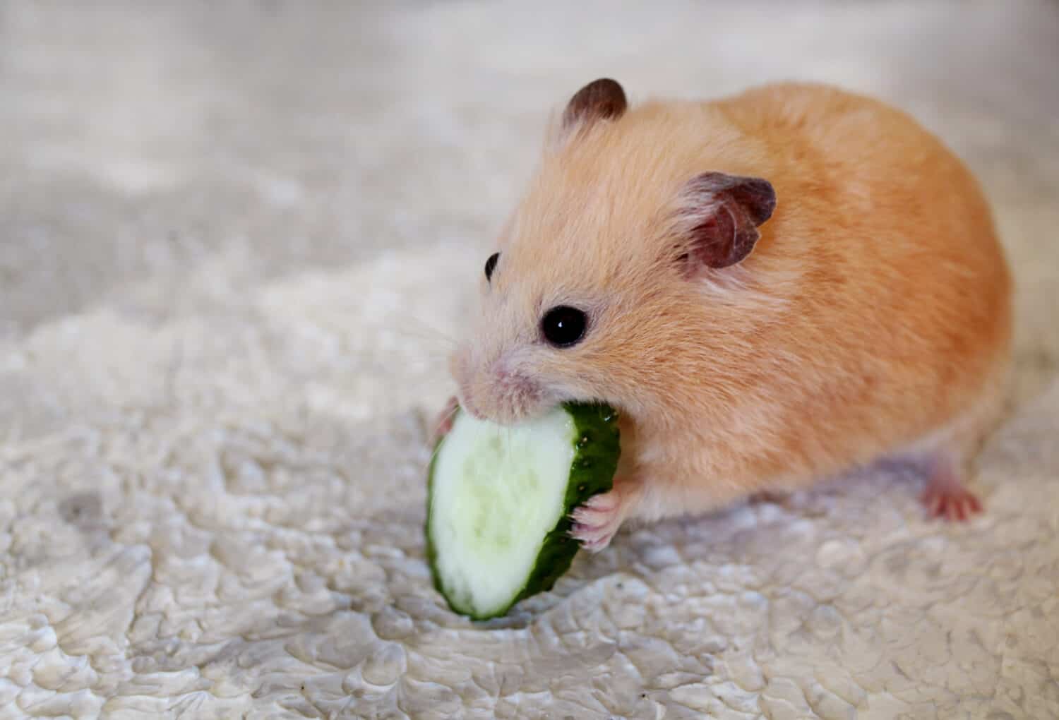 The built-in backpack: Why hamsters are nature’s most efficient ...