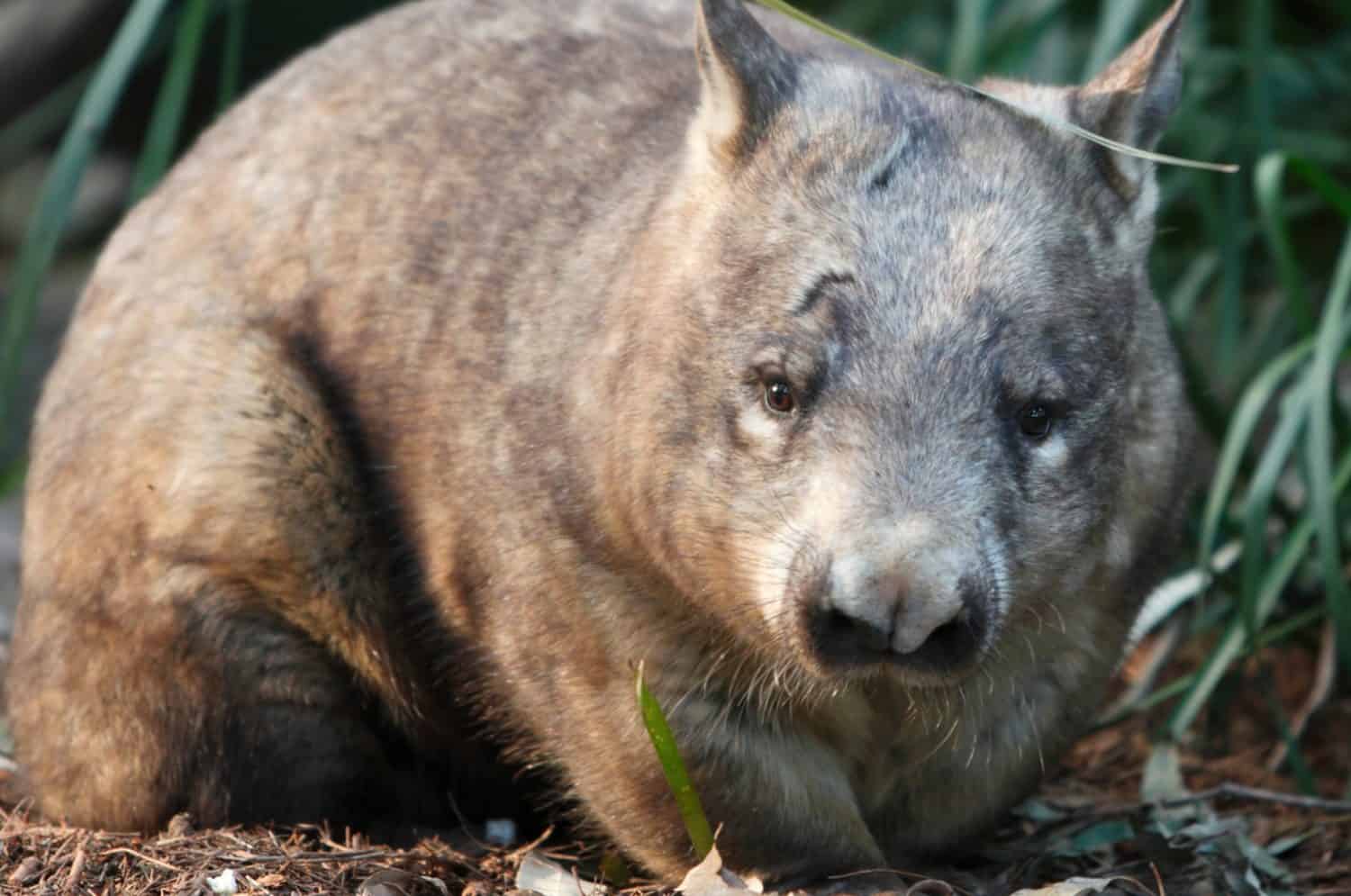Northern hairy-nosed wombat: From 35 individuals to 400 and counting