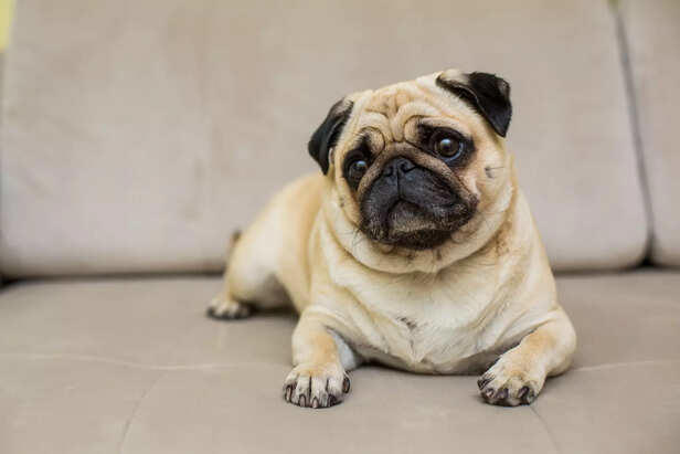 The evolution of the modern dog: Dogs after inbreeding