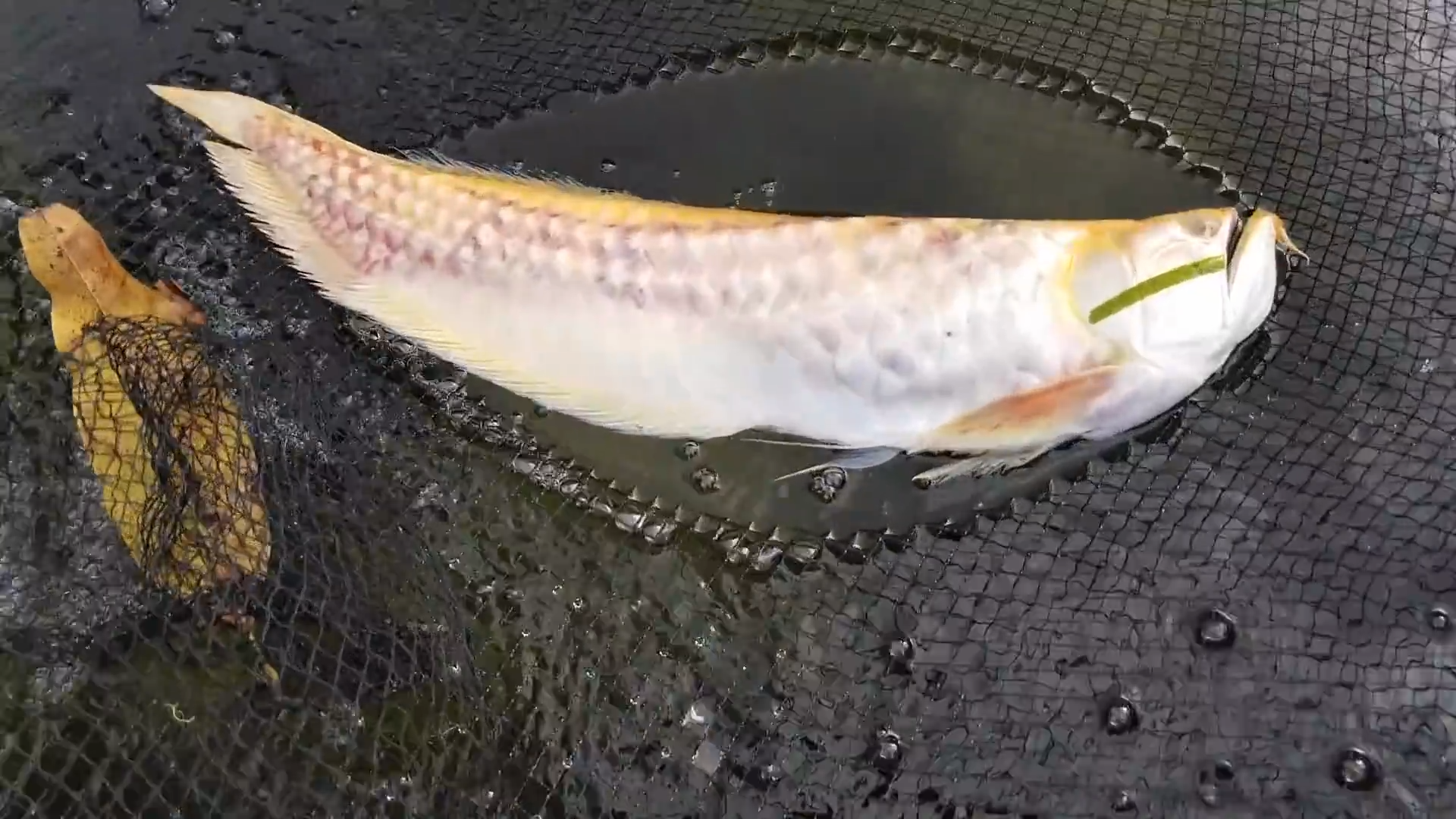 One small mistake cost me a rare fish