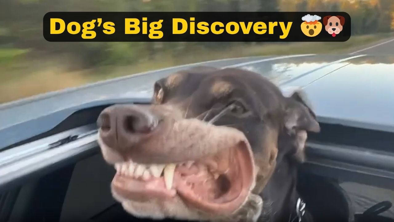 Dog discovers car moonroof and experiences pure joy while feeling the ...