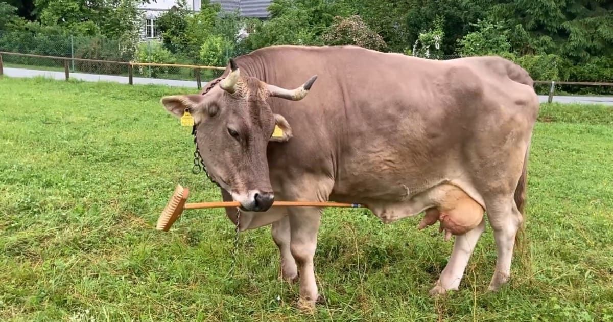 This pet cow just used a brush to scratch its back — the first known ...