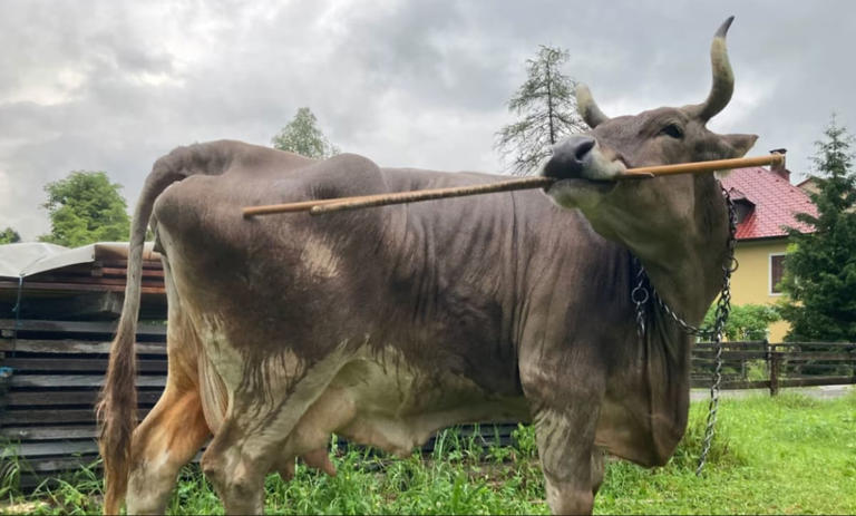 This pet cow just used a brush to scratch its back — the first known ...