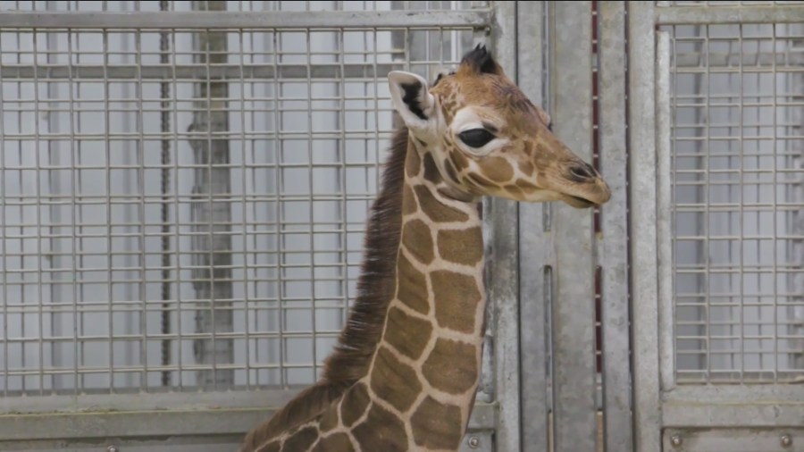 Explore zoo careers through Blank Park Zoo’s job shadow program