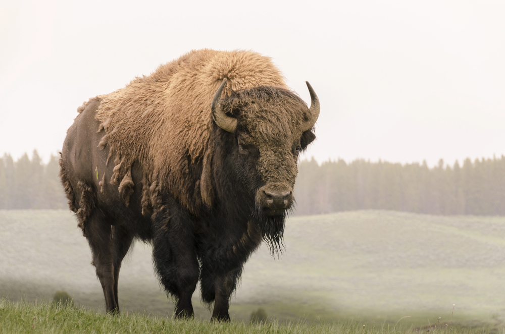 Places in the US to see wild bison