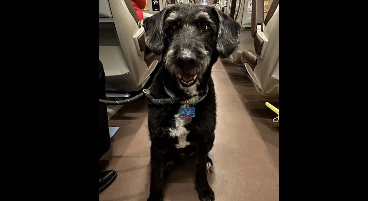 Pacma pide al Gobierno autorización para el rescate urgente de Boro, el ...