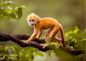 The monkey in Chinese astrology: Who are they really?