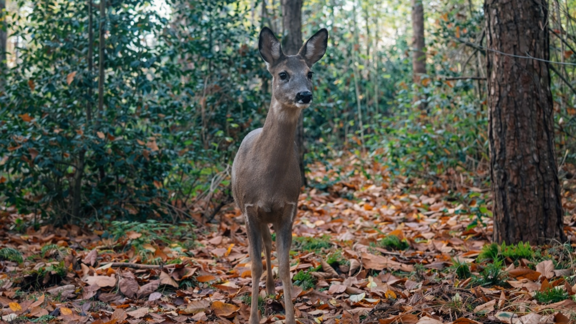 This is what the camera trap saw in the woods
