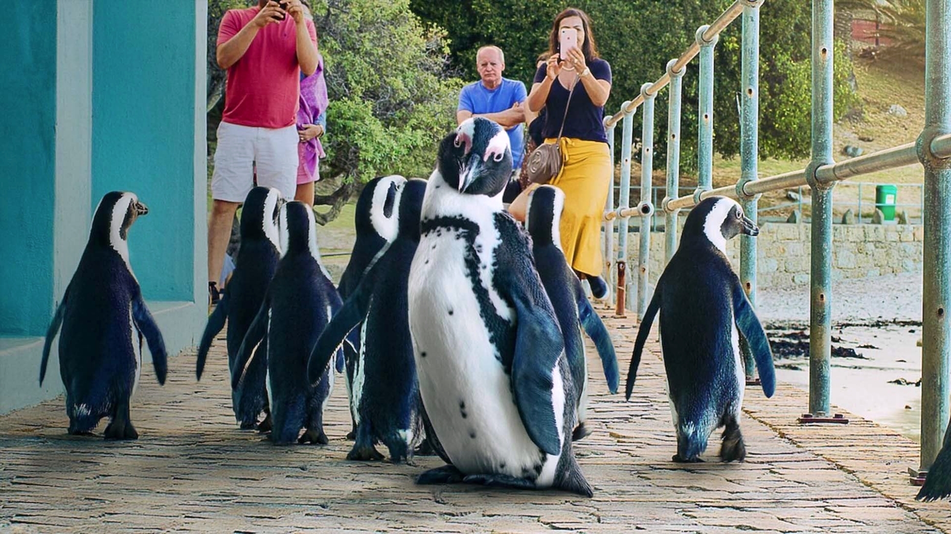 The best penguin movies and documentaries