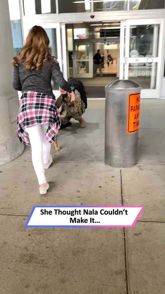 This reunion has it all—airport surprises, nonstop tail wags, and pure ...