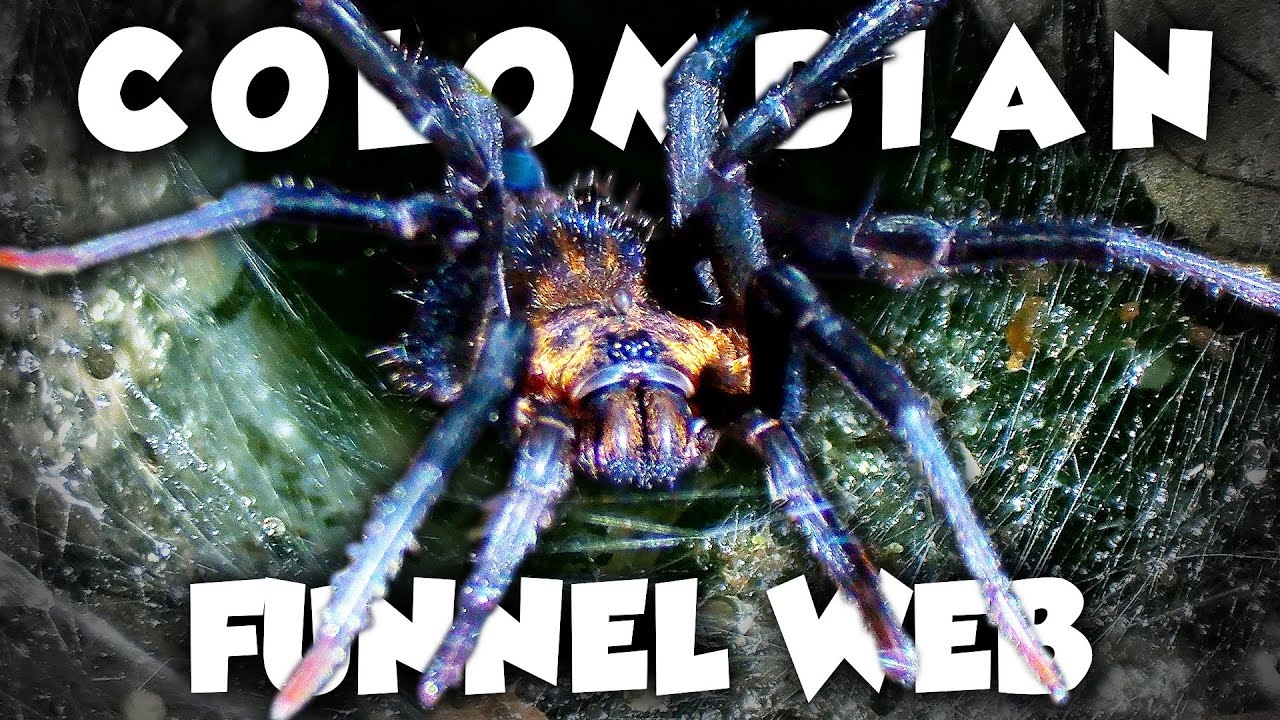 This Colombian spider is raising fresh concerns among experts