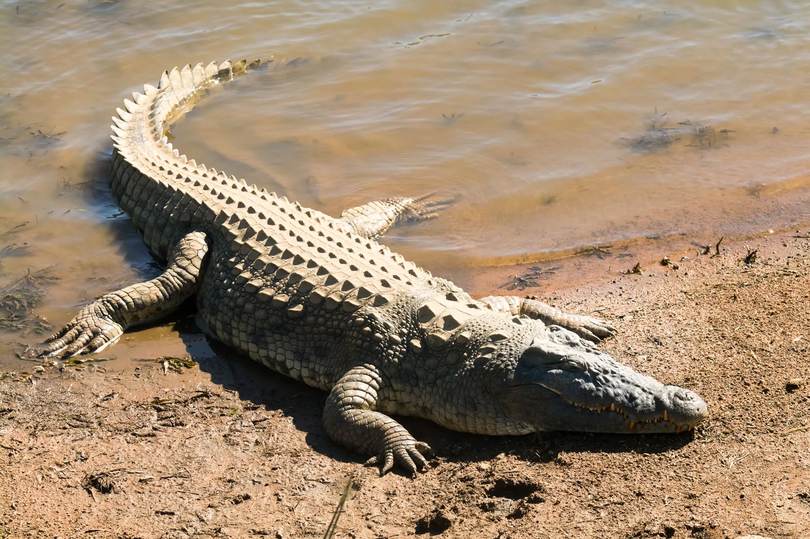 Fearless dog takes on huge crocodile and wins