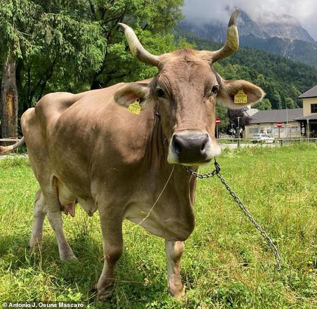 Meet the world's smartest COW! Brown Swiss named Veronika has ...