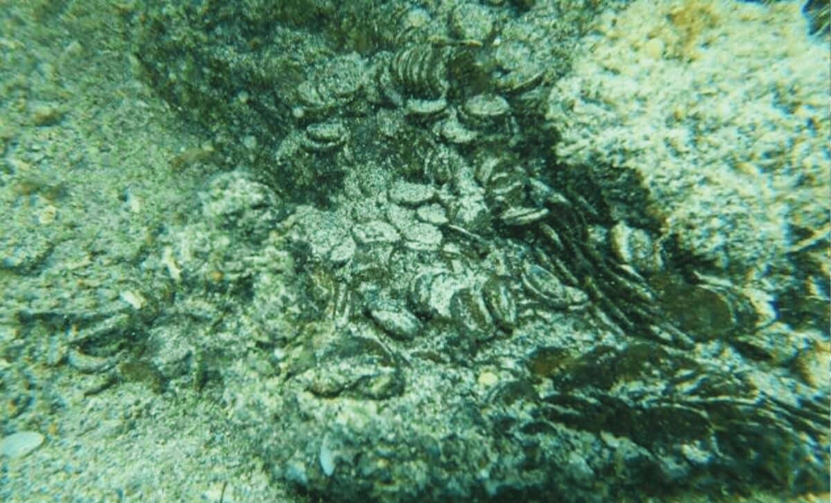Amateur diver finds 50,000 lost Roman coins from the 4th century buried ...