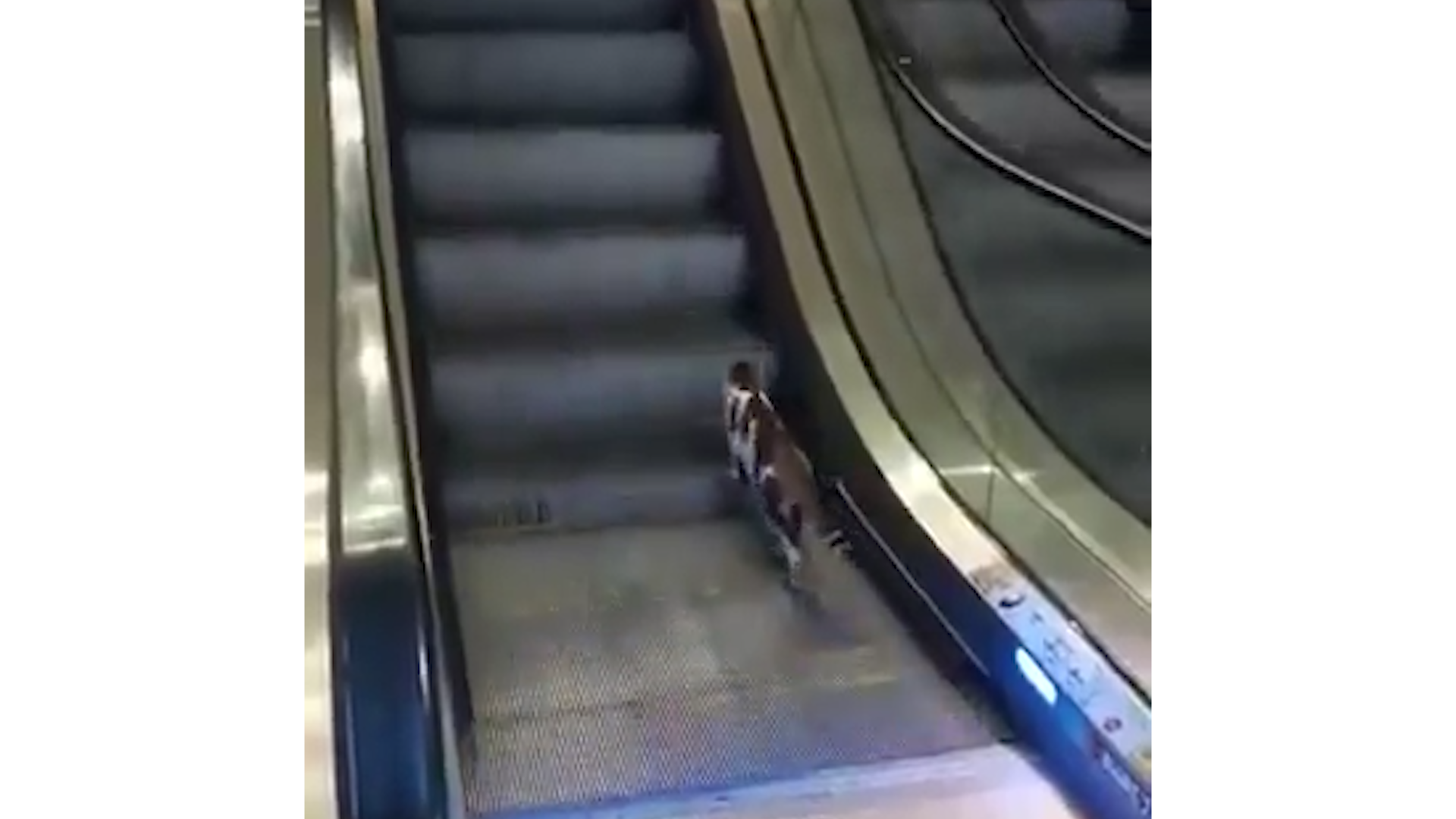Cat was stuck on the wrong side of the escalator until a good man helped it
