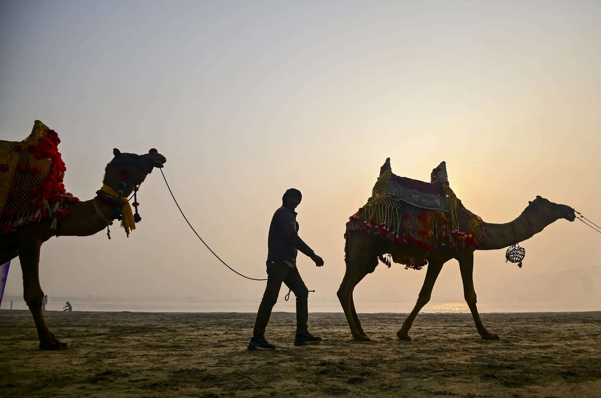 India's first camel milk processing plant procures 4,754 litres daily ...