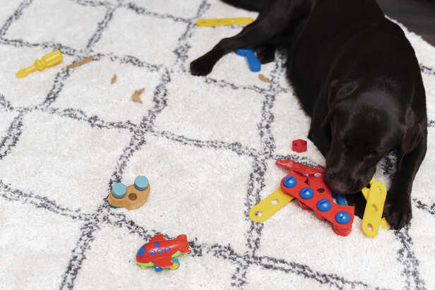 Fun brain games to improve your dog's intelligence