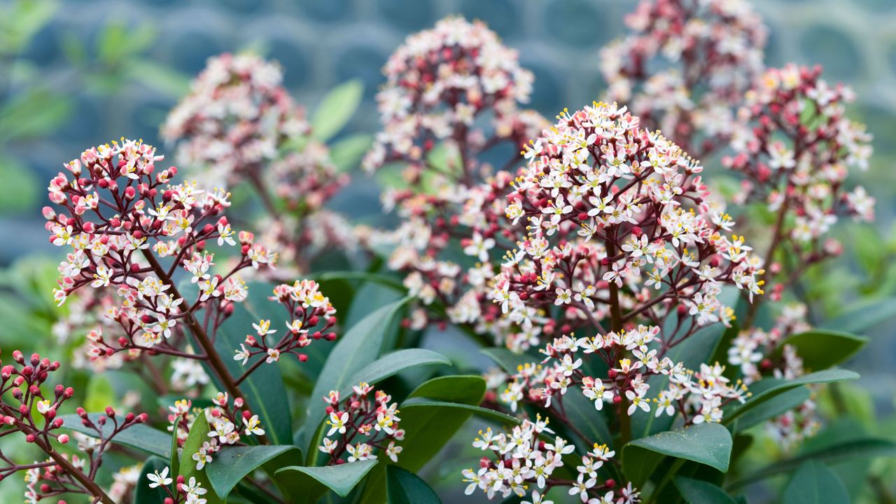 These sweet-smelling flowering shrubs will fill your winter garden with ...