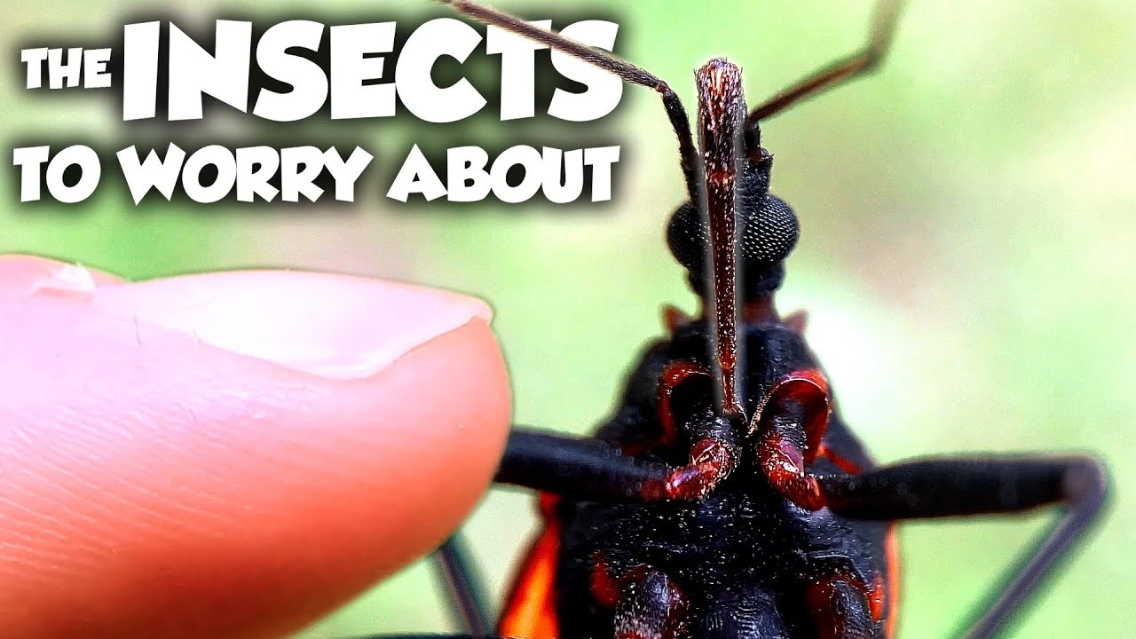 Why these US insects rank among the most dangerous