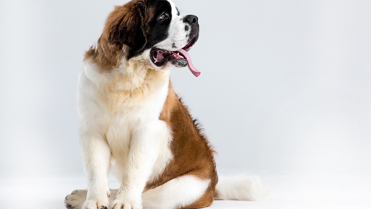 8 giant dog breeds that might be too difficult for most families to handle