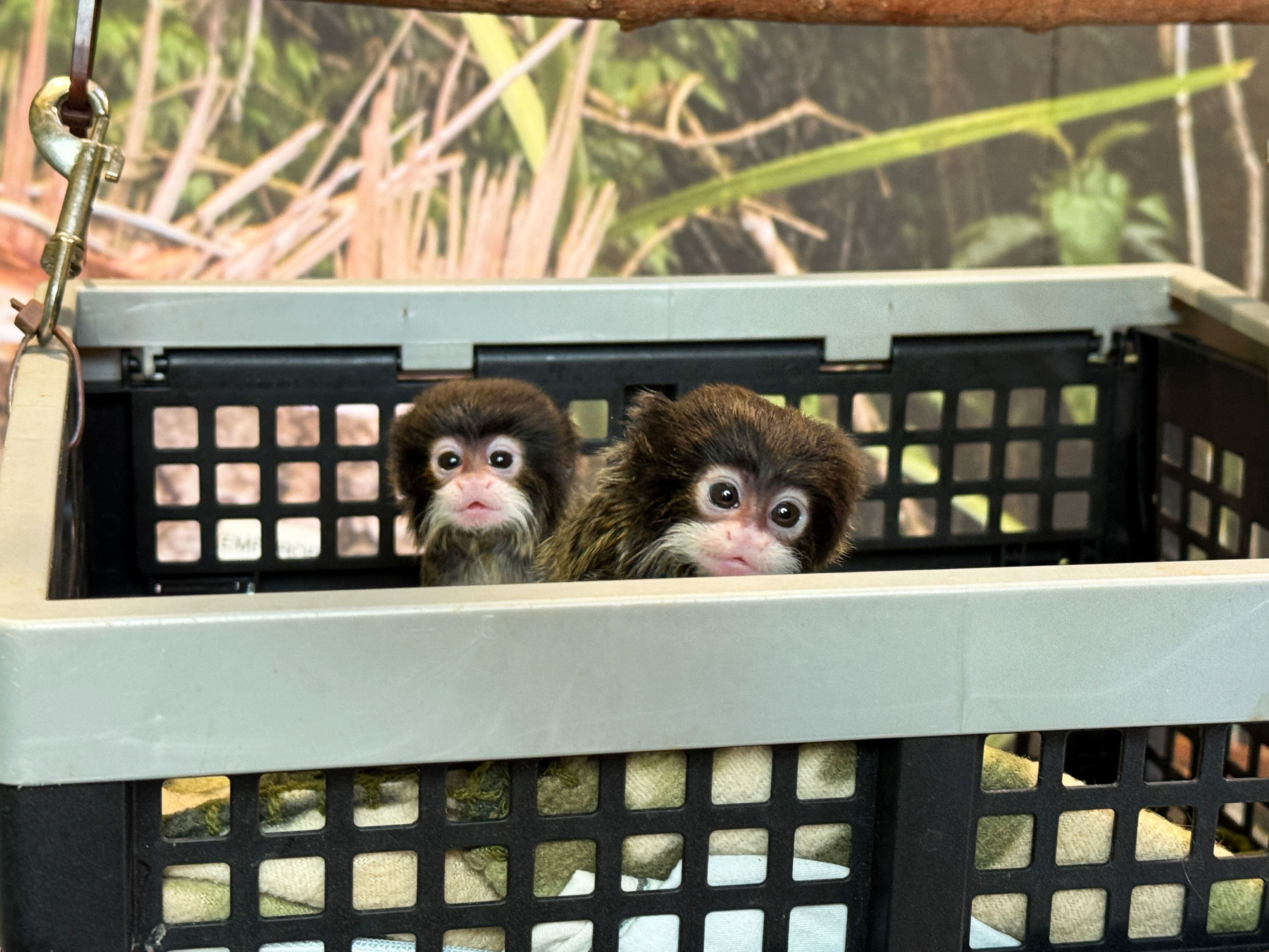 Twin mustached monkeys born at Tennessee zoo