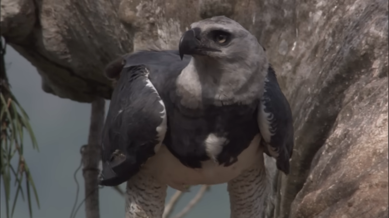 This bird can lift its own body weight with its feet
