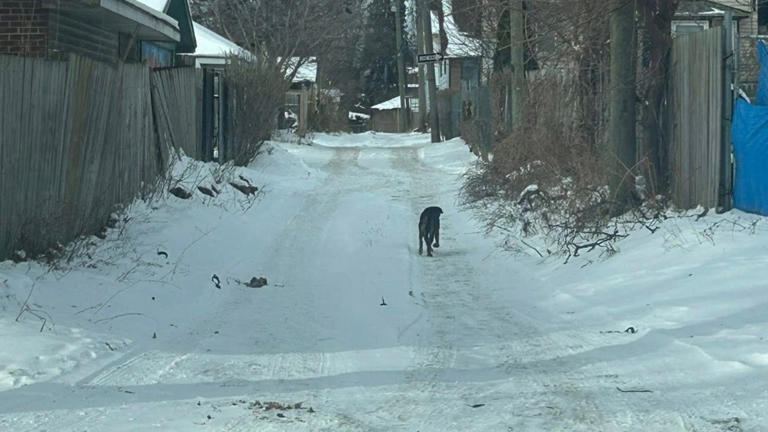 Detroit Dog Rescue in urgent need of short-term fosters during ...