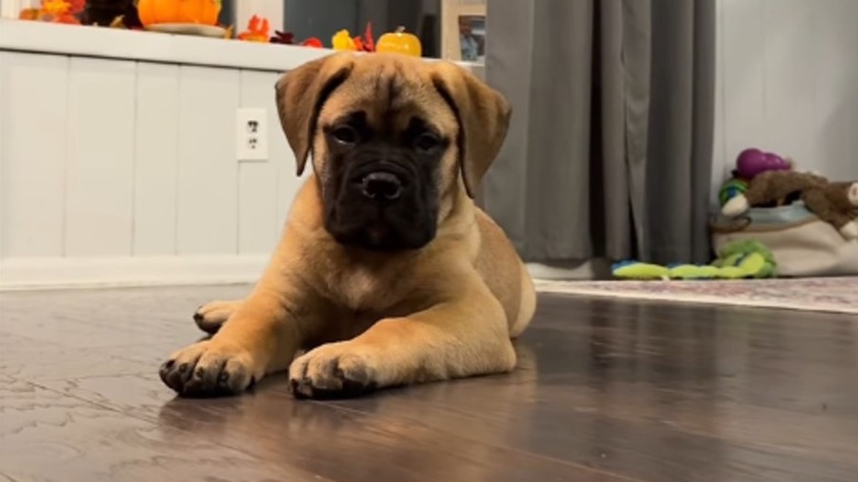 Bullmastiff puppy who rings a bell when he wants to go potty is one ...