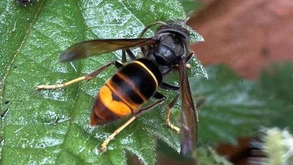 Warning issued after invasive hornet species discovery