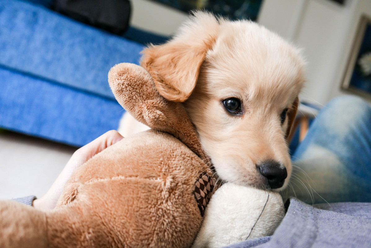 Golden retriever puppy conducts 'toy inventory check' after mom cleans ...