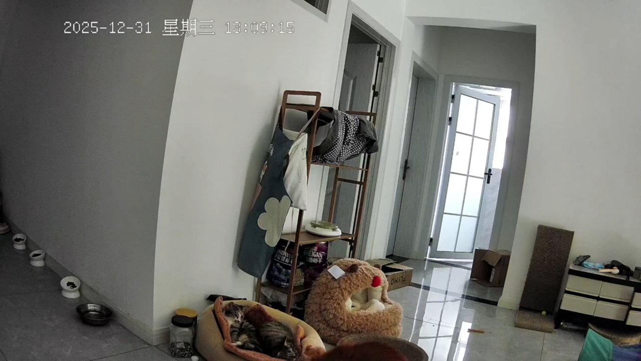 Tabby cat claims cat house in Chongqing, China