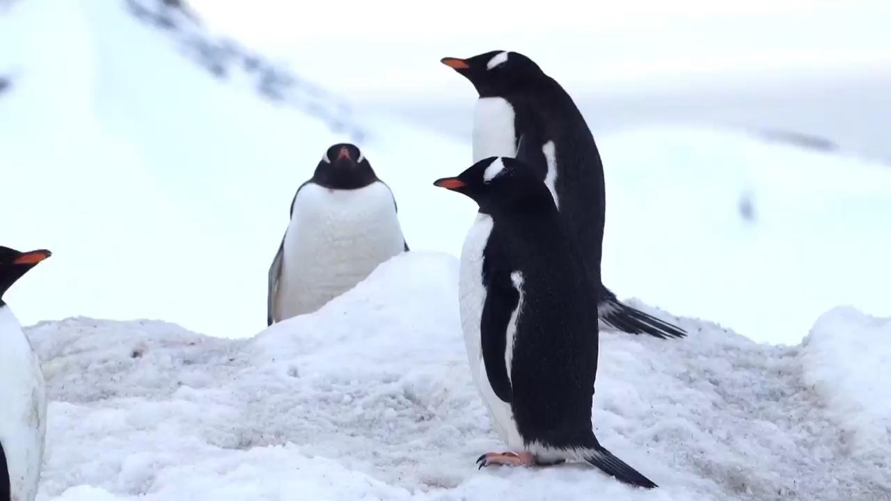 Researchers find Antarctic penguin breeding is heating up sooner, and ...