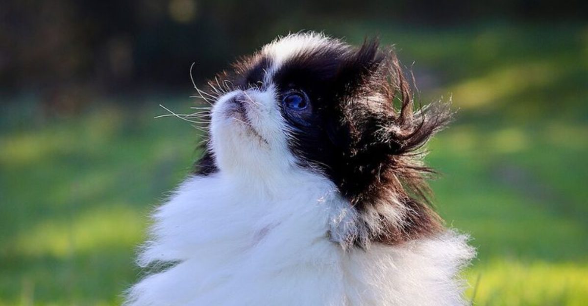 People keep buying calm dogs for the wrong reason – 12 breeds with ...