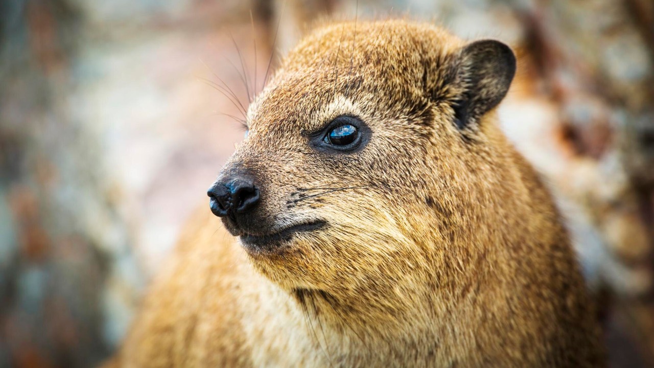 This tiny mammal regrows its brain each winter and may unlock Alzheimer ...