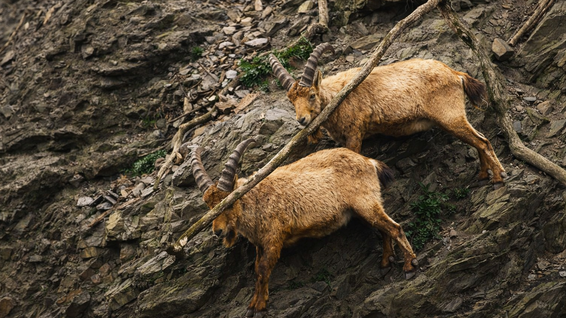 These goats climb with ease