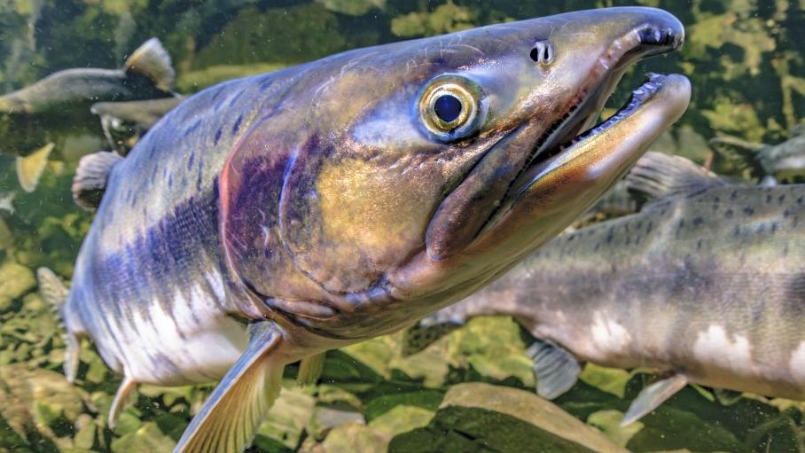 L’installation de la plus grande ferme terrestre de saumons en Gironde ...