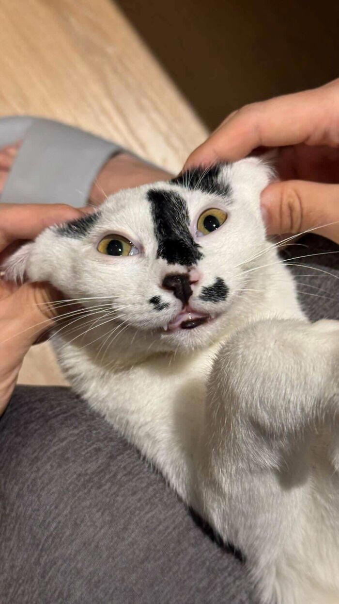 51 candid cat photos documenting their natural behavior