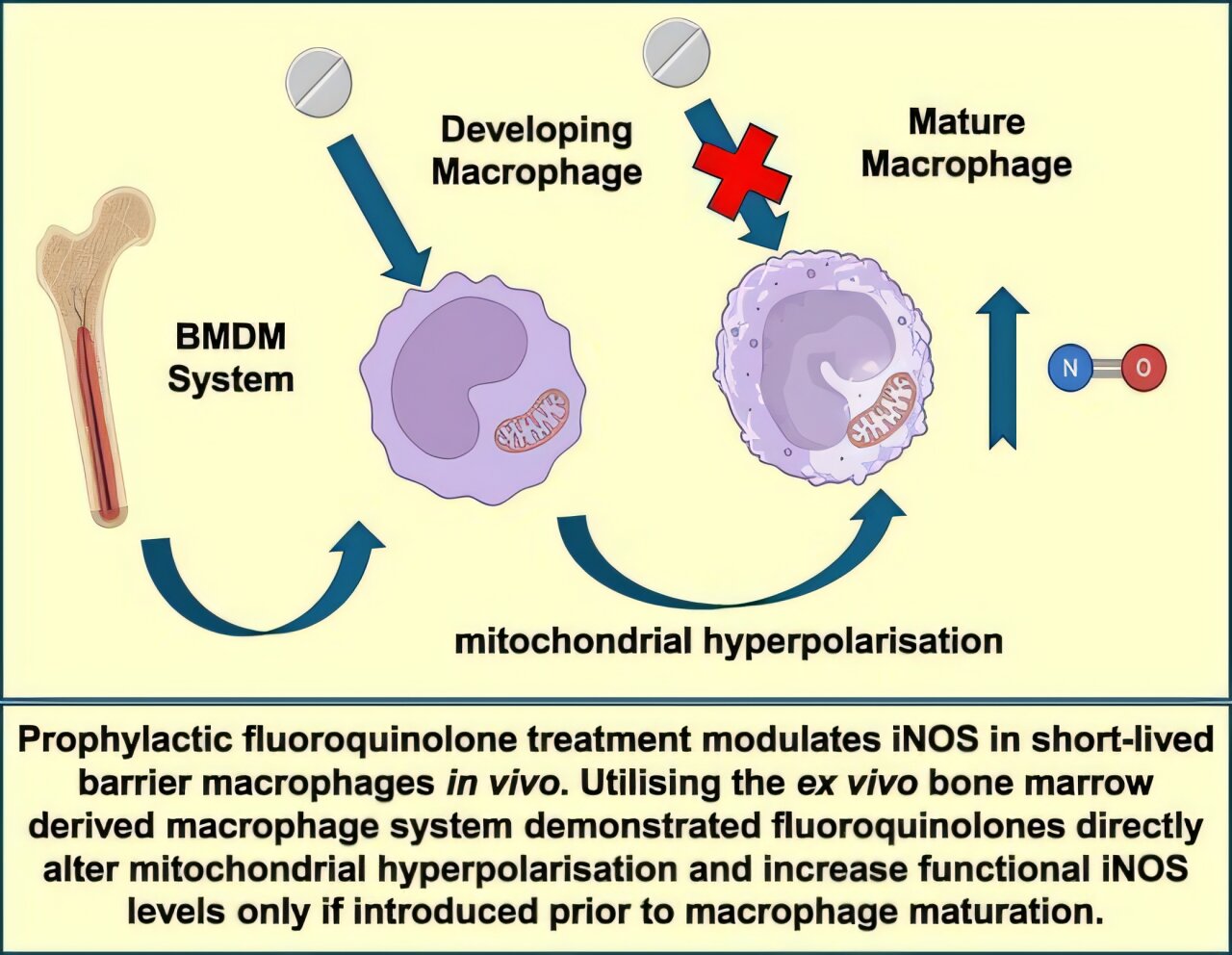 Certain antibiotics may may boost immune system