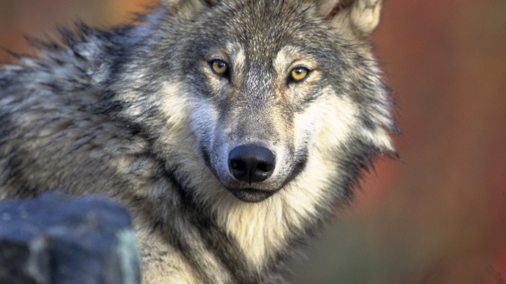 $20,000 reward for tips on illegal killing of endangered gray wolf in ...