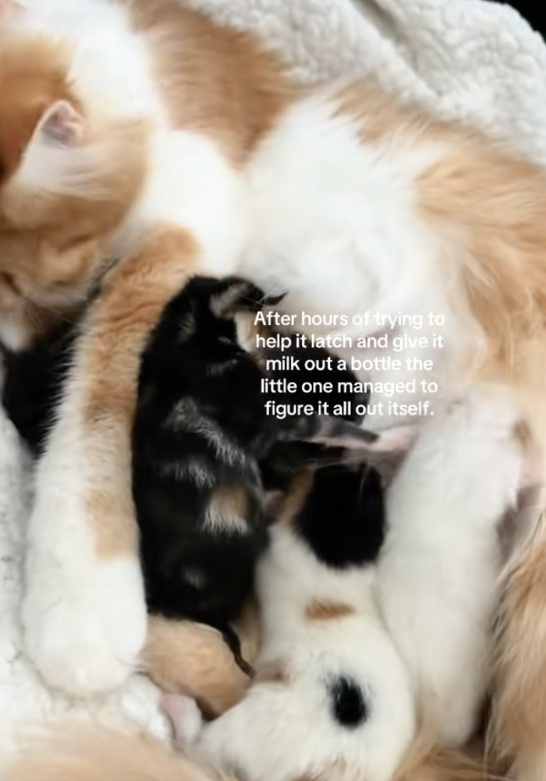 A cat gave birth to four kittens and worked hard to save the life of ...