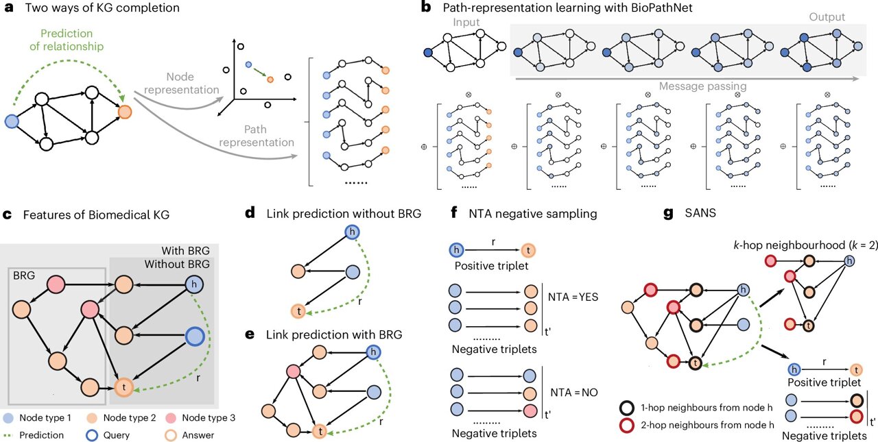 New AI uncovers hidden patterns in biomedical knowledge graphs