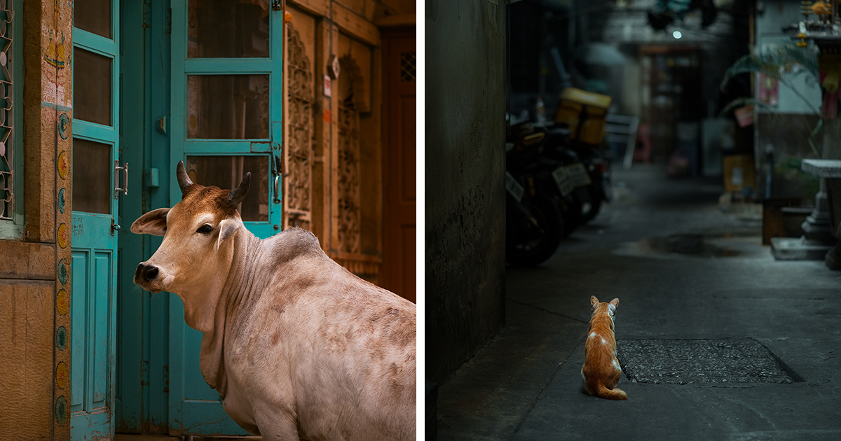 24 photos of urban animals that adapted to living in cities
