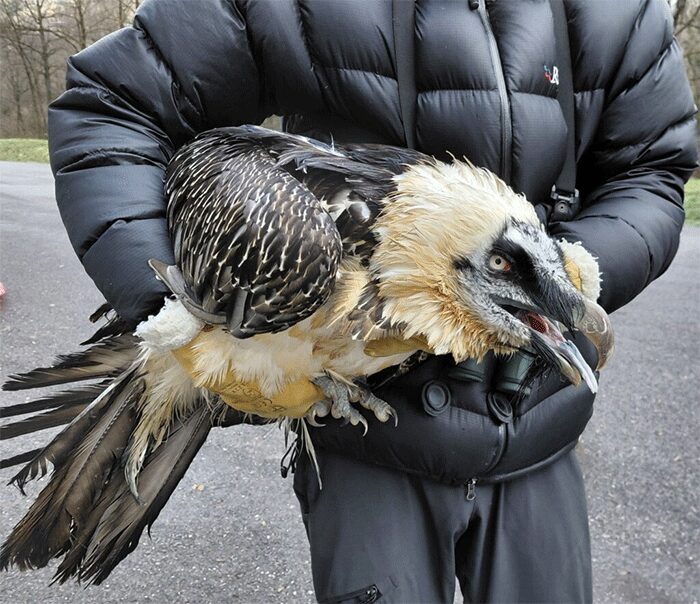 World's oldest bearded vulture rescued in Alps